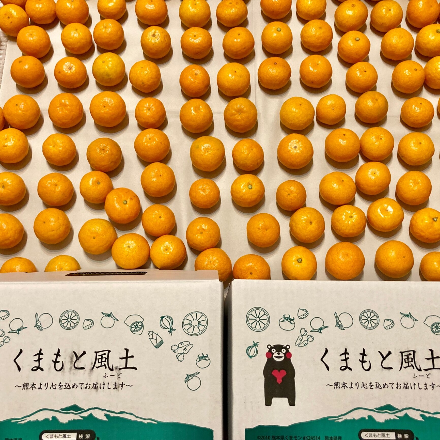 【ふるさと納税】【2025年先行予約】訳あり みかん ひとくちもぎたてみかん 約 4.5kg (4.5kg×1箱) 約 7kg (3.5kg×2箱/7kg×1箱) 約 10kg (10kg×1 ...