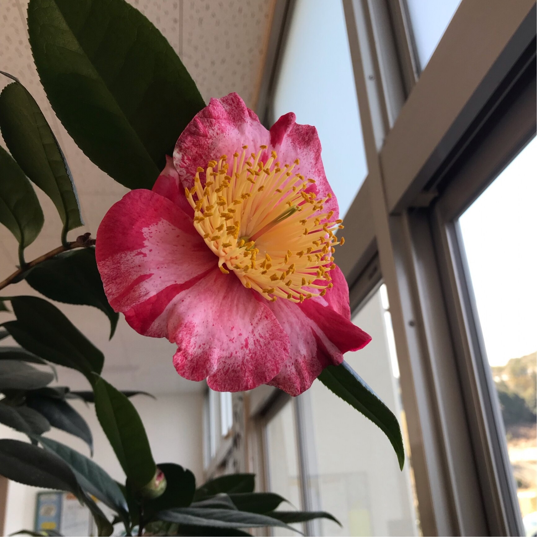 komn のROOM - 欲しい! に出会える。