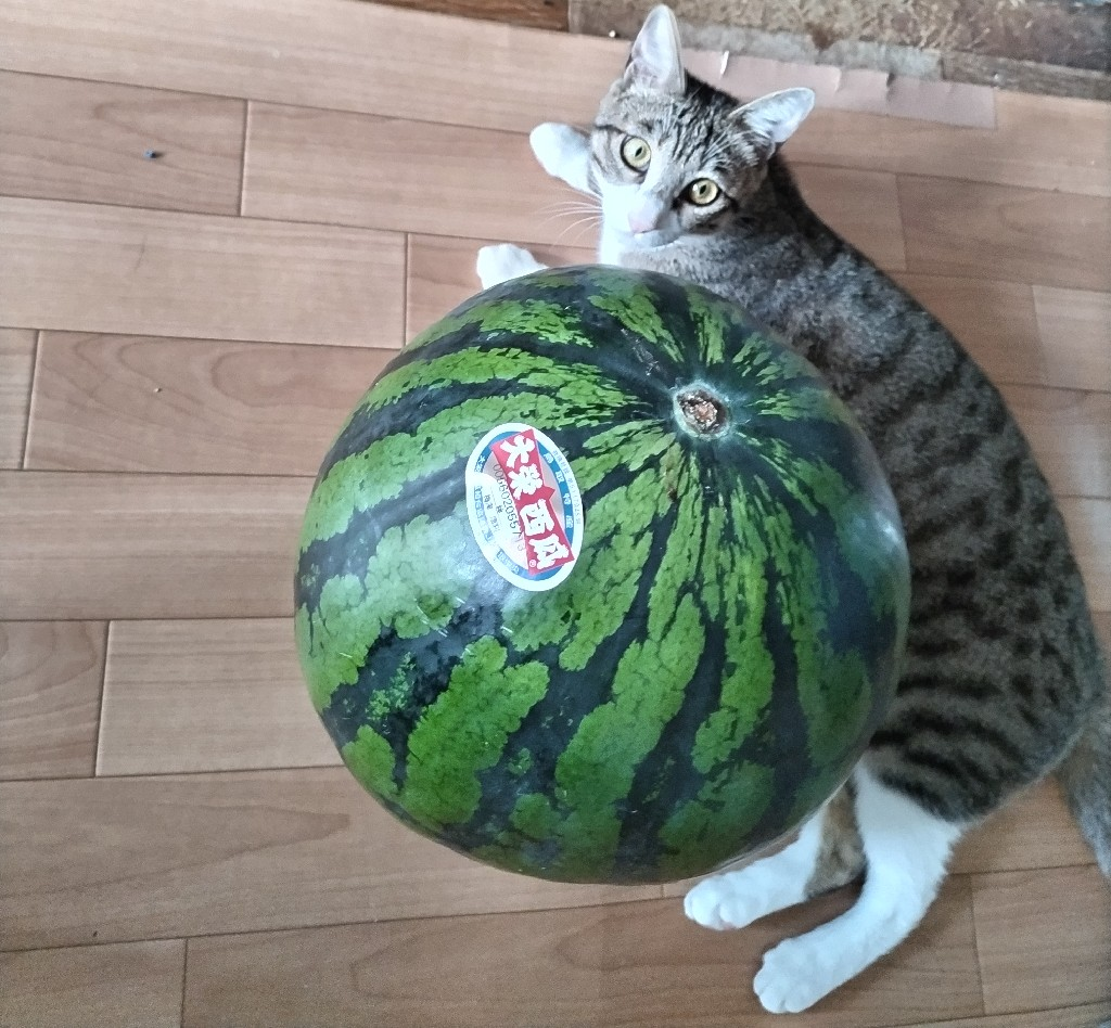 鳥取県 ”ジャンボ大栄すいか” 訳あり 特大5Lサイズ 約10〜11kg 大栄西瓜【予約 6月以降】 送料無料