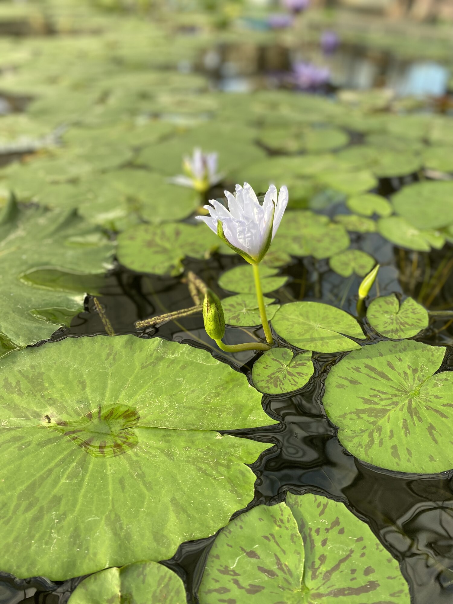 Nico Nico のROOM - 欲しい! に出会える。