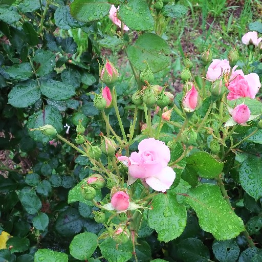 momo のROOM - 欲しい! に出会える。