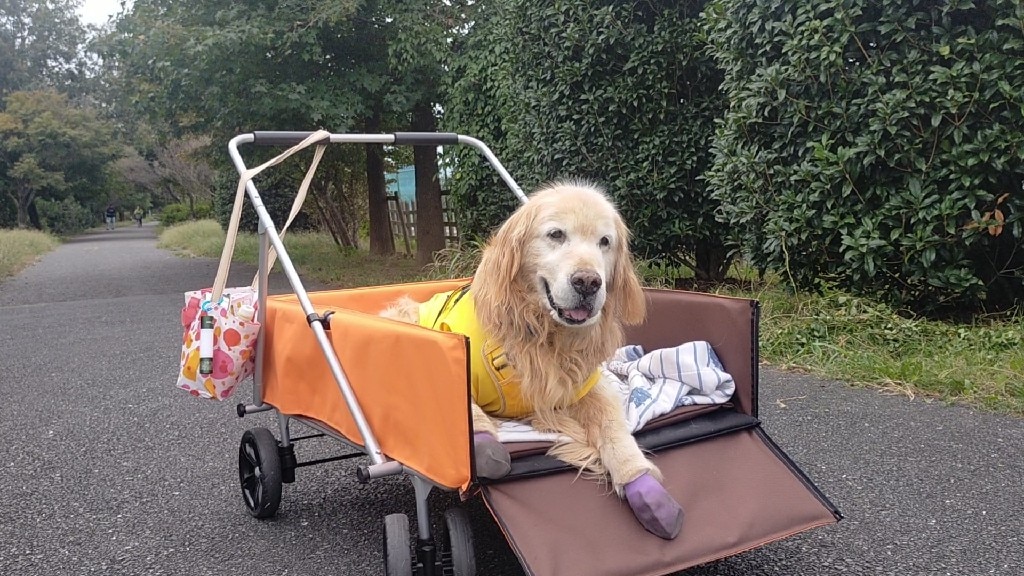 【アウトレットセール】【OFT】OFT介護カート※外箱つぶれ等※【送料無料（北海道・沖縄・離島等除く）】[大型犬用 大型犬 介護 老犬 キャリー 組み立て 日除け [介護 階段 折りたたみ ...