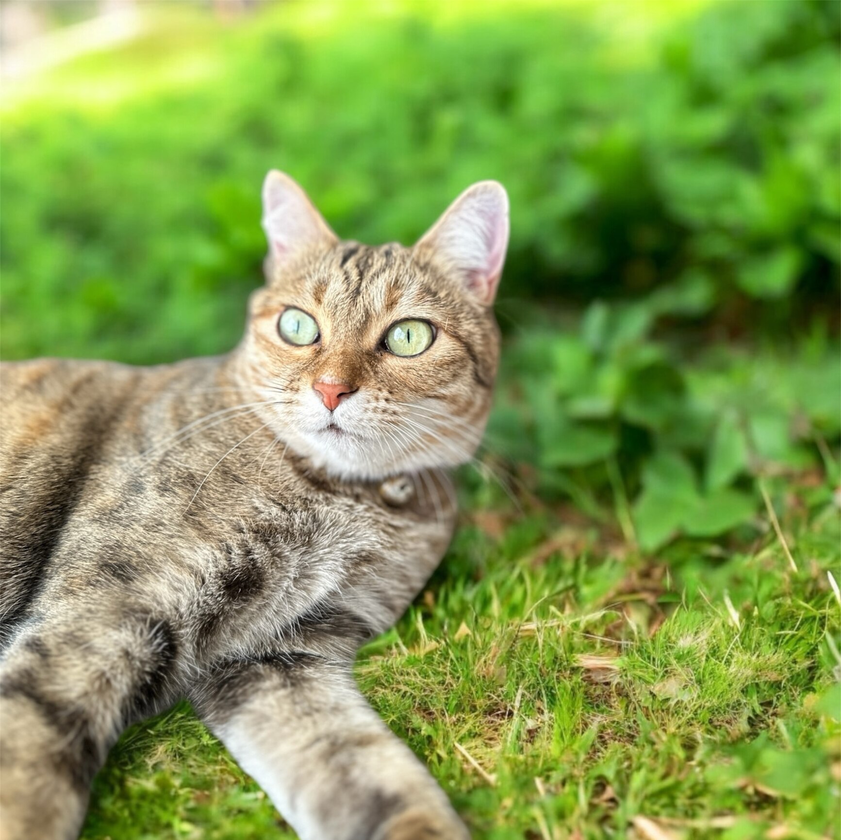 CoCoちゃんstyleのROOM - 欲しい! に出会える。