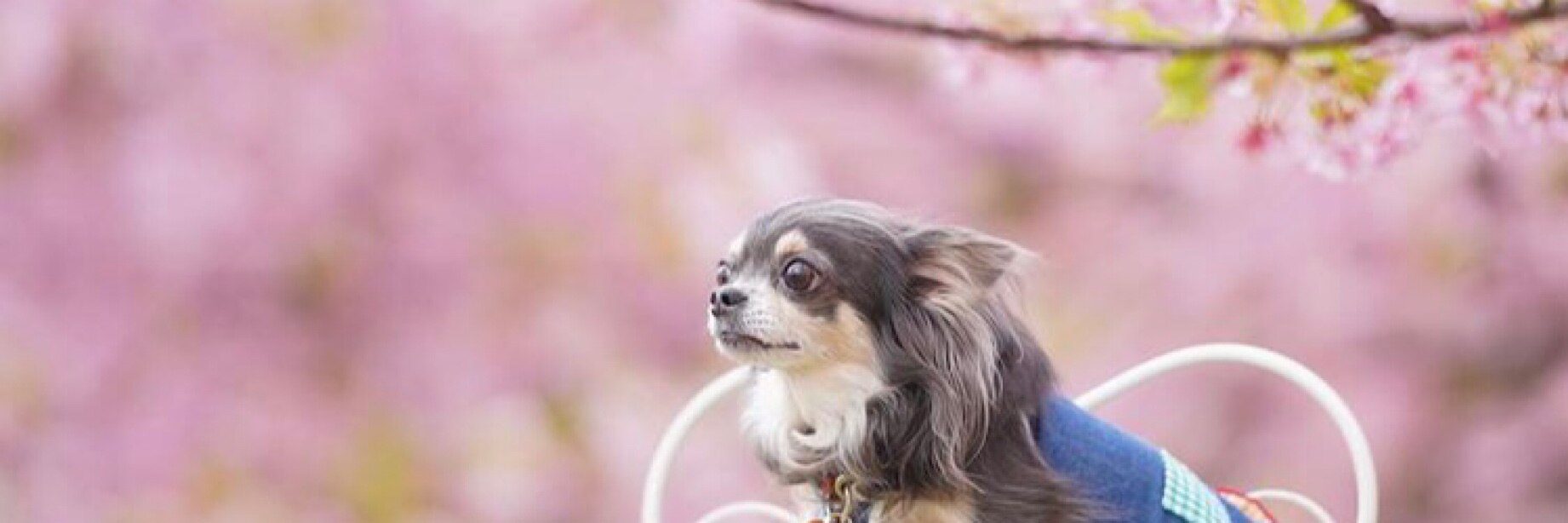 harep🌸楽天を楽しむ💎感謝😊♪ のROOM - 欲しい! に出会える。