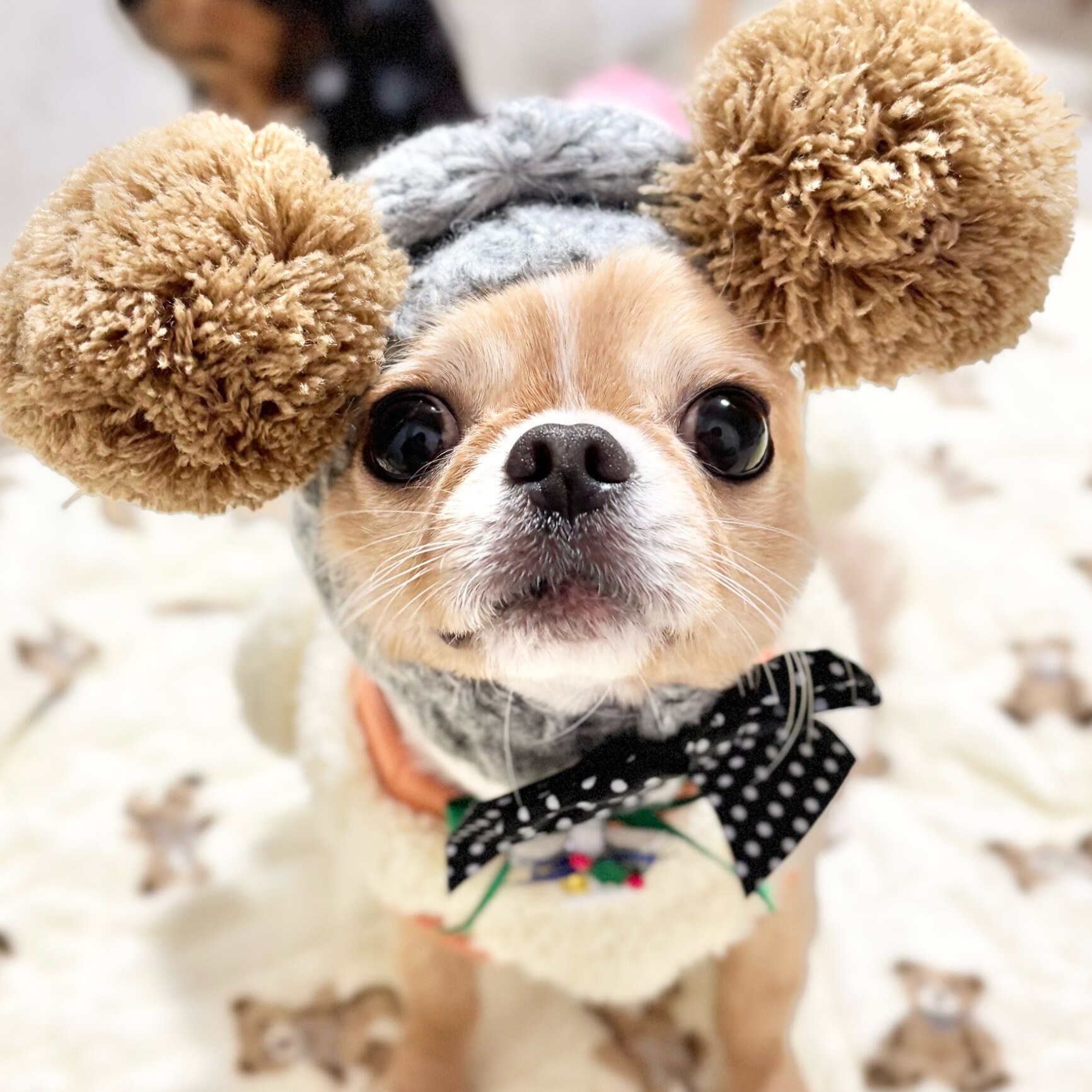 しゅうとチワ わんわん🐶セレクション のROOM - 欲しい! に出会える。