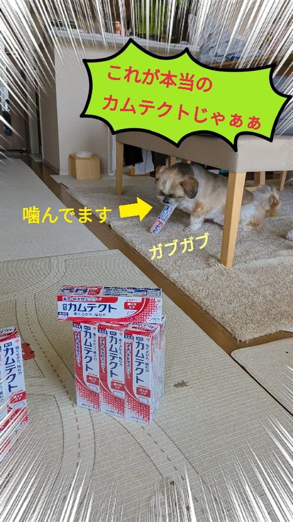 《セット販売》 アース製薬 グラクソ・スミスクライン カムテクト 歯ぐきケア 1400ppm (115g)×10個セット 歯周病予防歯みがき 【医薬部外品】