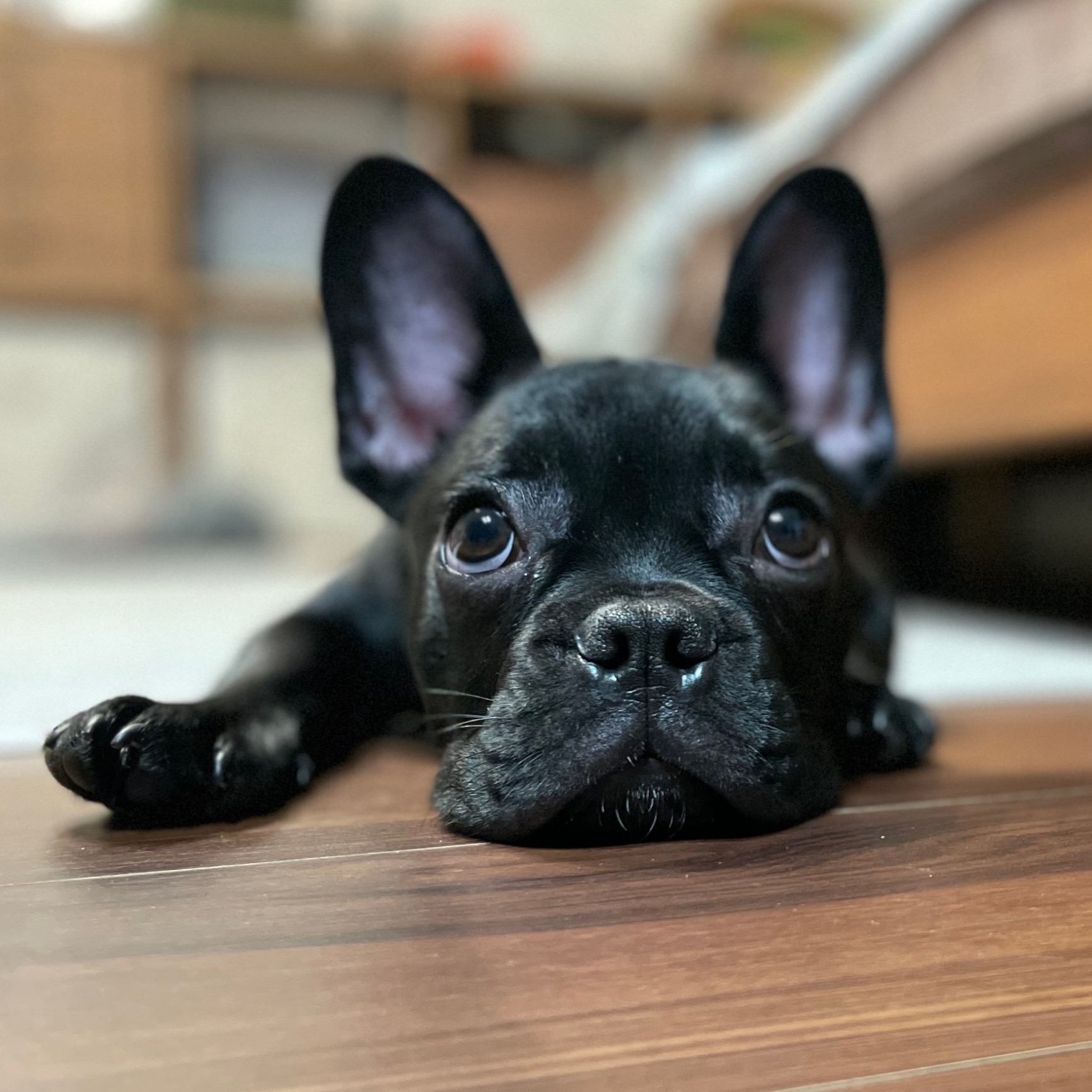 pepe_room のROOM - 欲しい! に出会える。