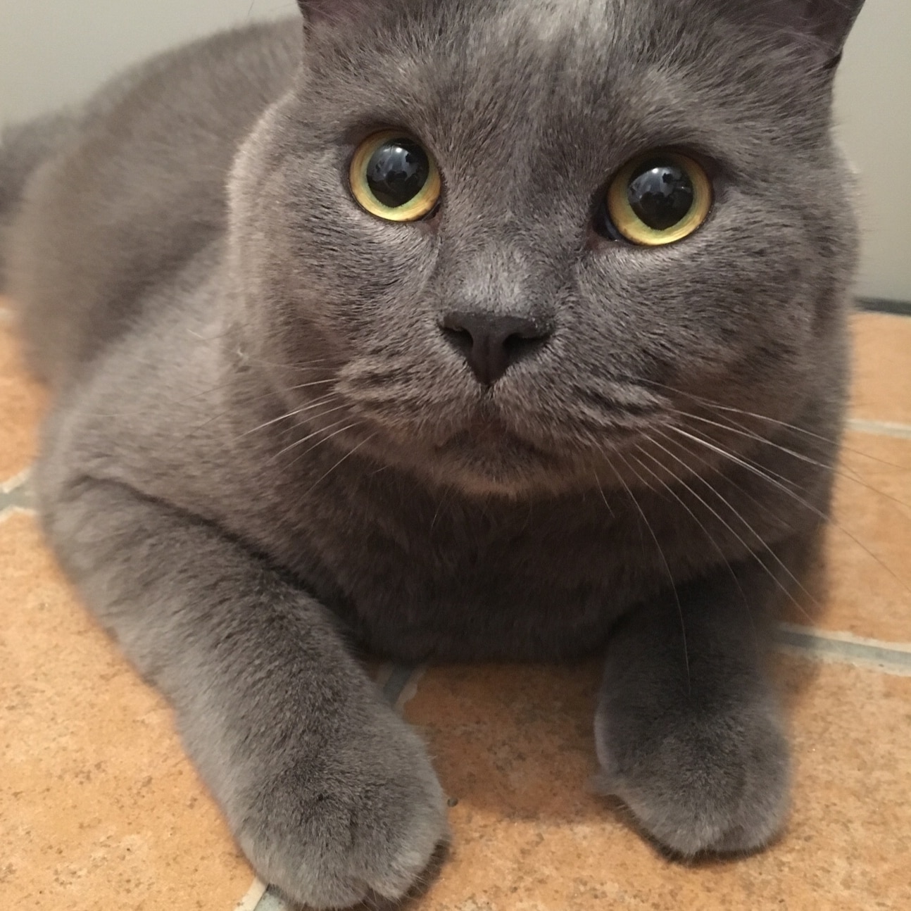 harunhirude のROOM - 欲しい! に出会える。