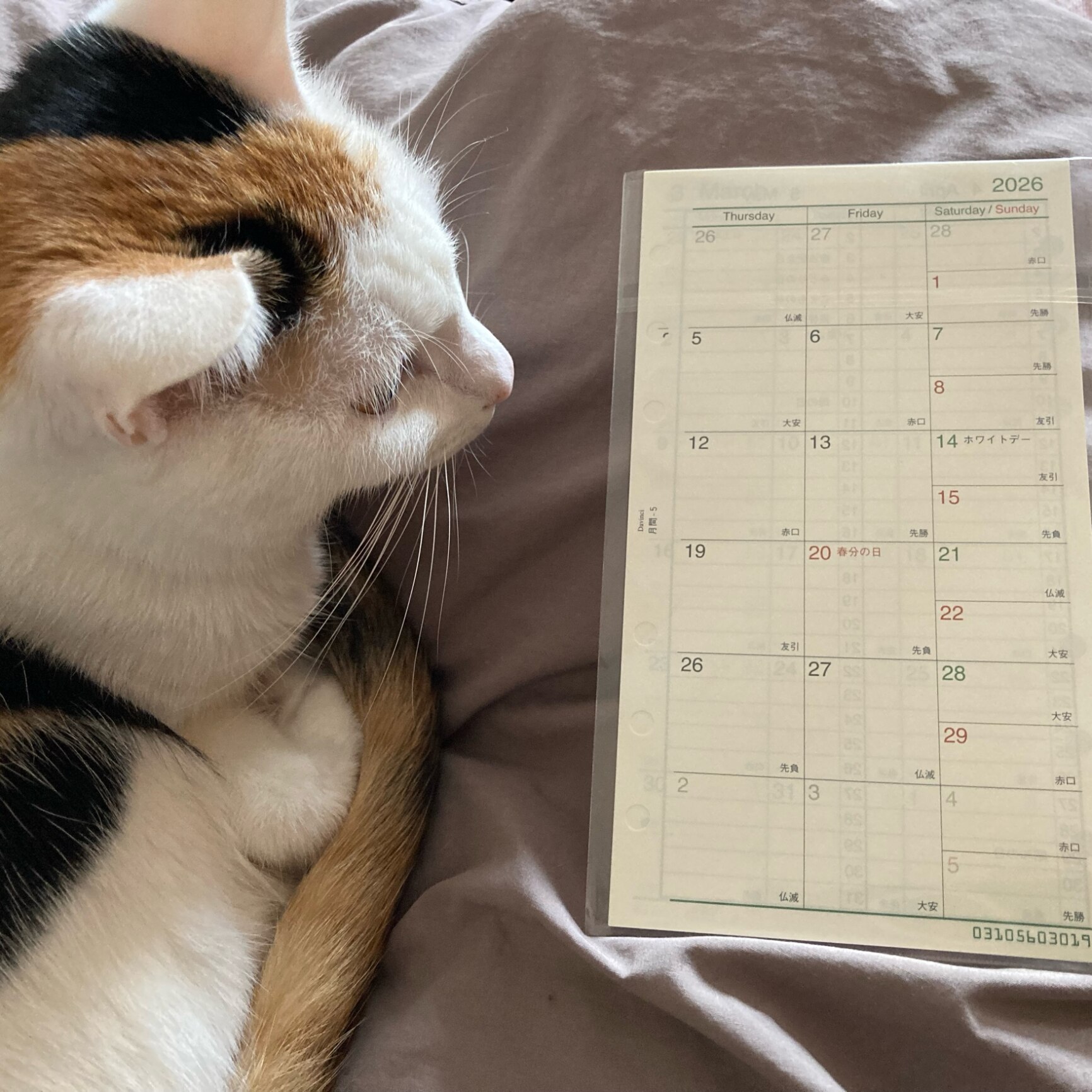 レイメイ藤井 raymay 2025年度版 ダ・ヴィンチ 日付入りリフィル 聖書 月間-5 ダイアリー 手帳 DAVINCI davinci ダヴィンチ ダビンチ ダ・ビンチ 聖書 月間 ...