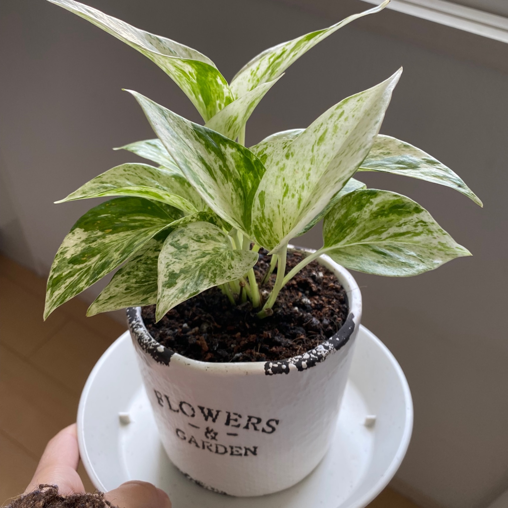 sayaka のROOM - 欲しい! に出会える。