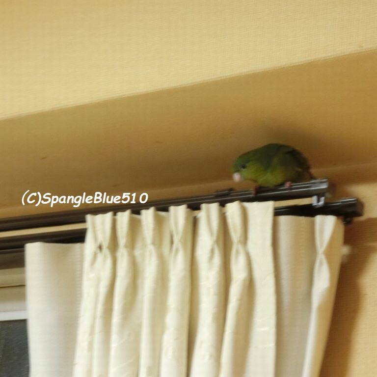 【ポイント5倍】カーテンレール ダブル 【送料無料】 伸縮 【即日発送】1.00m 2.00m 3.00m 4.00m ホワイト ブラウン TOSO トーソー AJ606 レール NOBITA ...