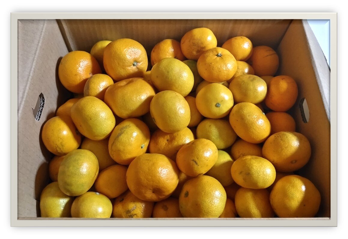 只今出荷中 訳あり和歌山みかん 10kg 3S～3Lサイズ【送料無料】サイズ混合もしくはサイズ統一・キズ・シワ・他【みかん 10kg 送料無料 訳ありみかん/わけあり】