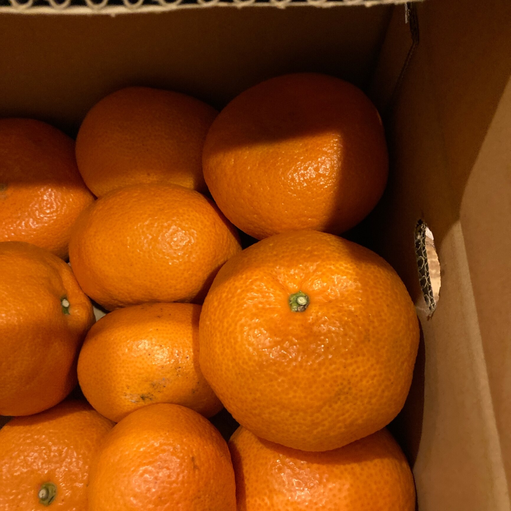 割引クーポン付 えひめ西宇和みかん 2L~3L 10kg（5kgx2箱）送料無料 本年安値維持オススメ みかんのブランド聖地 西宇和産