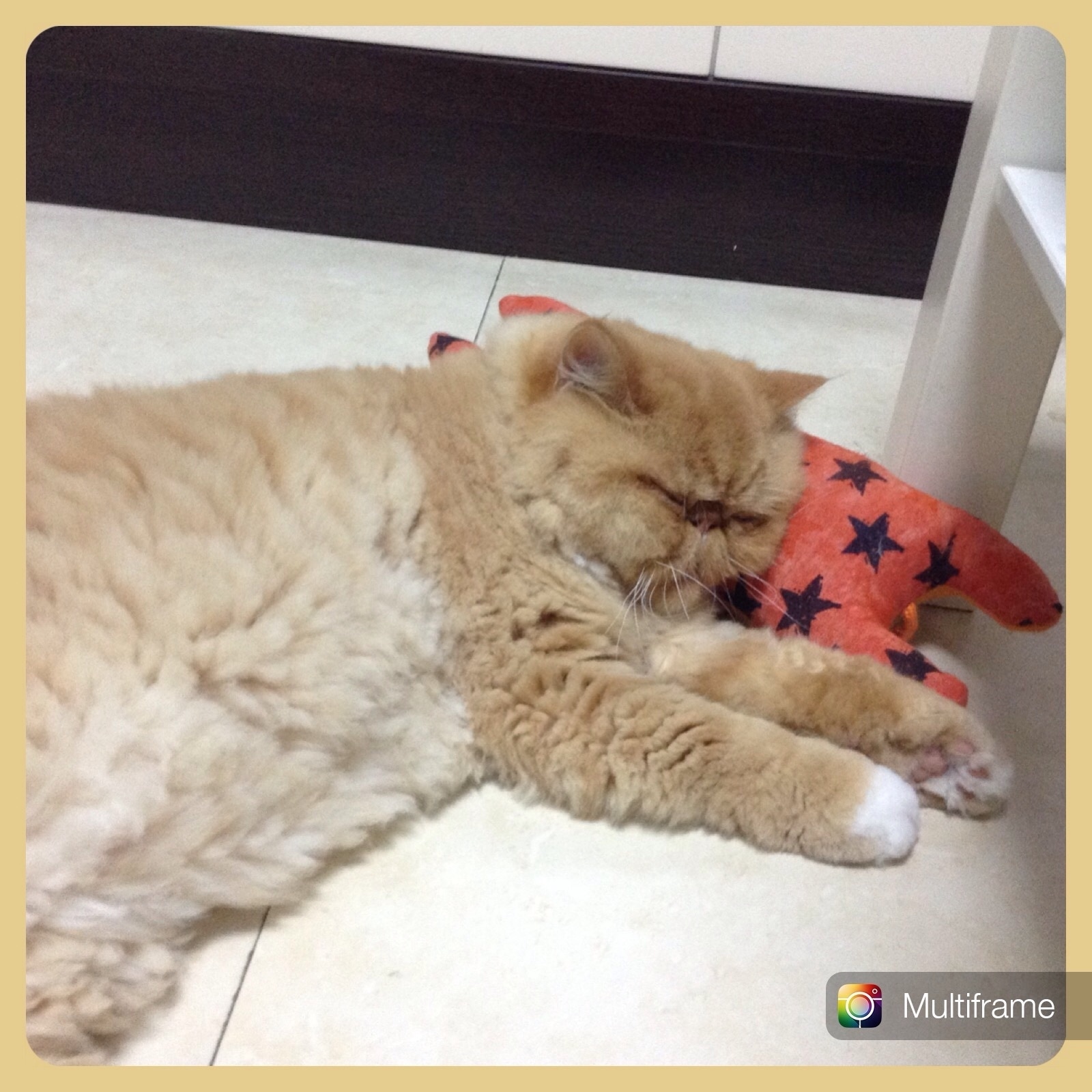 【犬 猫 おもちゃ】 iDog&iCat iToy/スーパースターなトラジ Mサイズ[メール便不可] 【国産 布製 安全】【ドッグトイ キャットトイ 犬のおもちゃ 猫のおもちゃ 玩具 ...