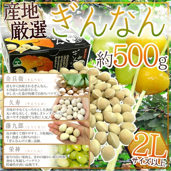 ”殻付き銀杏” 約500g 2Lサイズ以上 金兵衛・久寿（久治）藤九郎・栄神などの中から旬の品種をお届け！産地厳選【予約 10月以降】