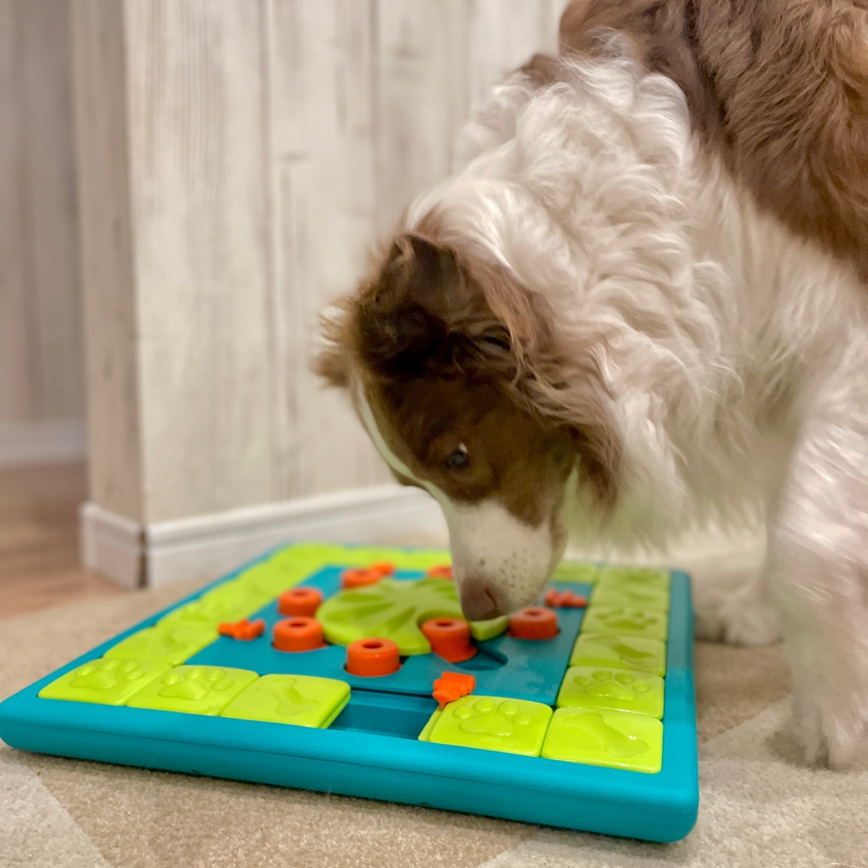 【イチオシ】DADWAY ダッドウェイ Nina Ottosson ニーナオットソン マルチパズルブルー 犬用おもちゃ 知育