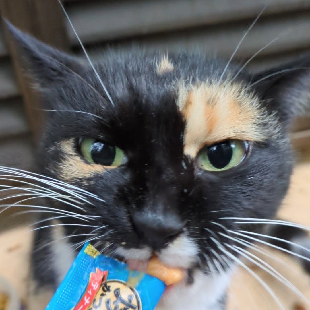 Ayako🐬💖🐳 のROOM - 欲しい! に出会える。