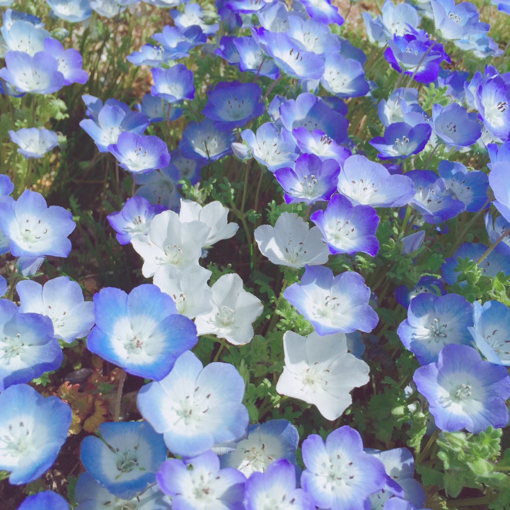 Erieri のROOM - 欲しい! に出会える。