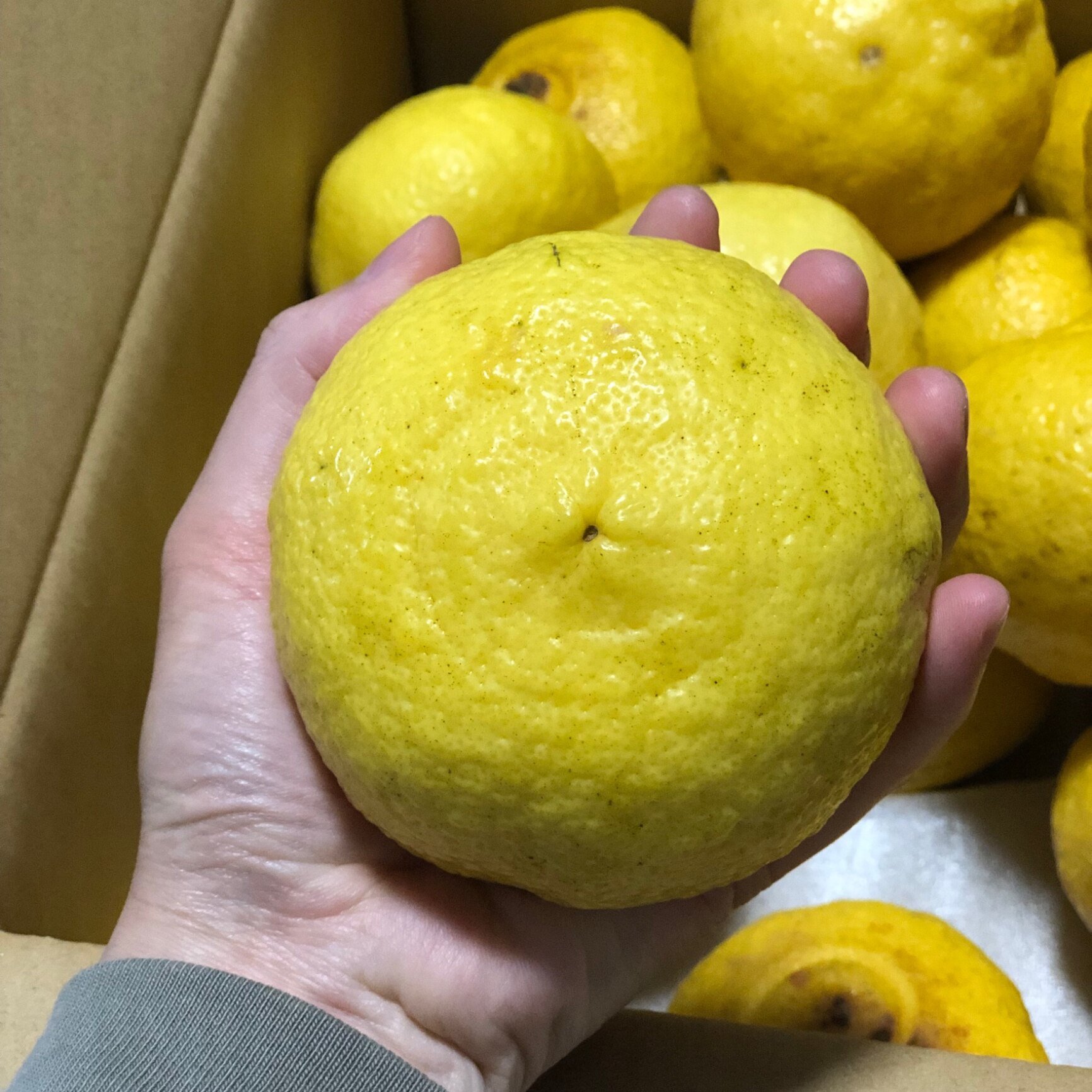 はるか 訳あり 箱込10キロ（9kg+保証分500g） みかん 熊本産 みかん ミカン 蜜柑 ハルカ サラダみかん【送料無料】一部の地域を除く