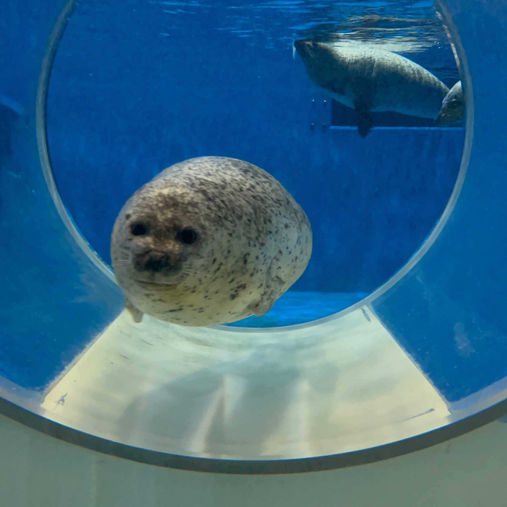 MOMOS@もも のROOM - 欲しい! に出会える。