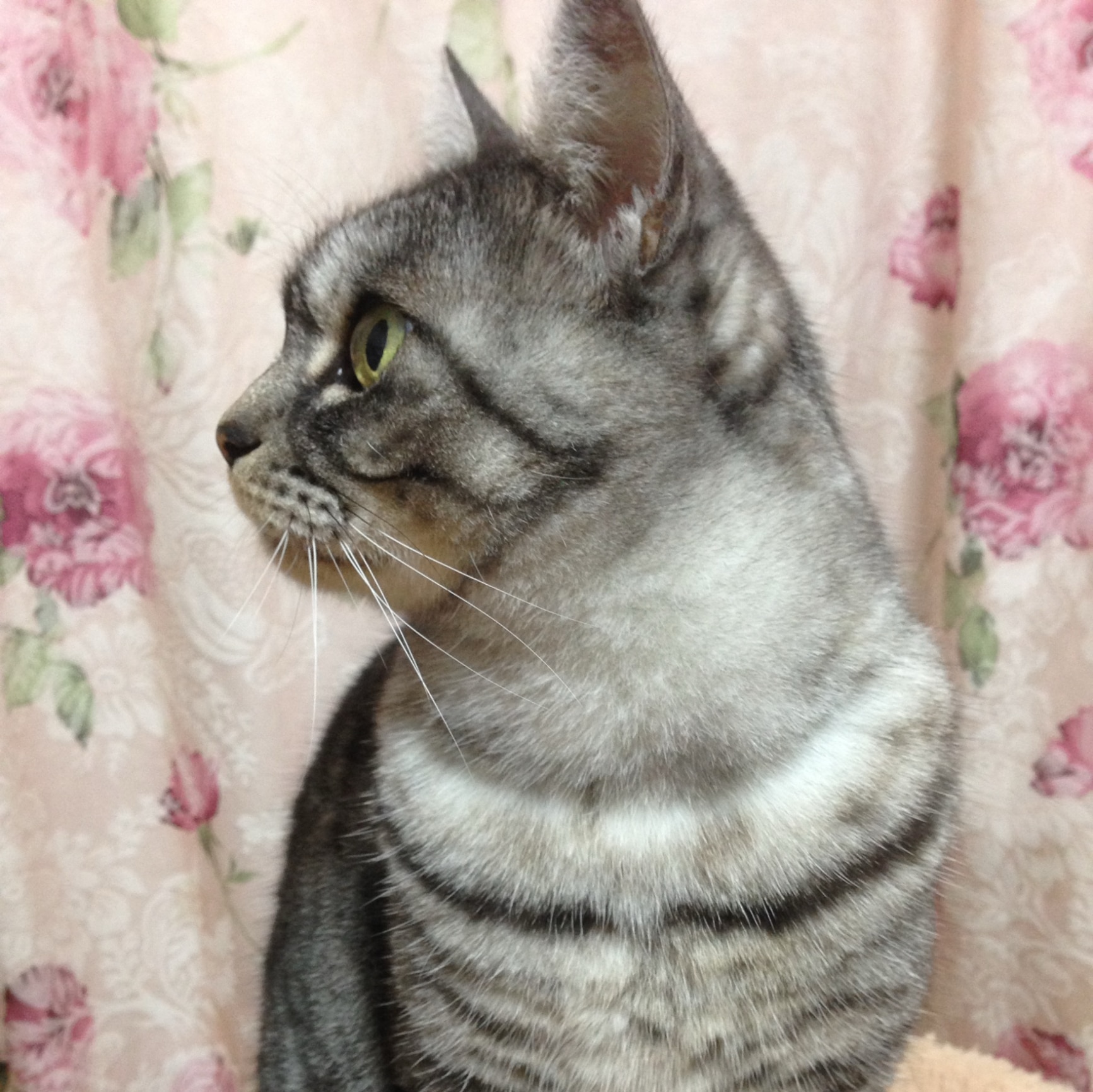 momo ゆるっと無添加ライフ のROOM - 欲しい! に出会える。