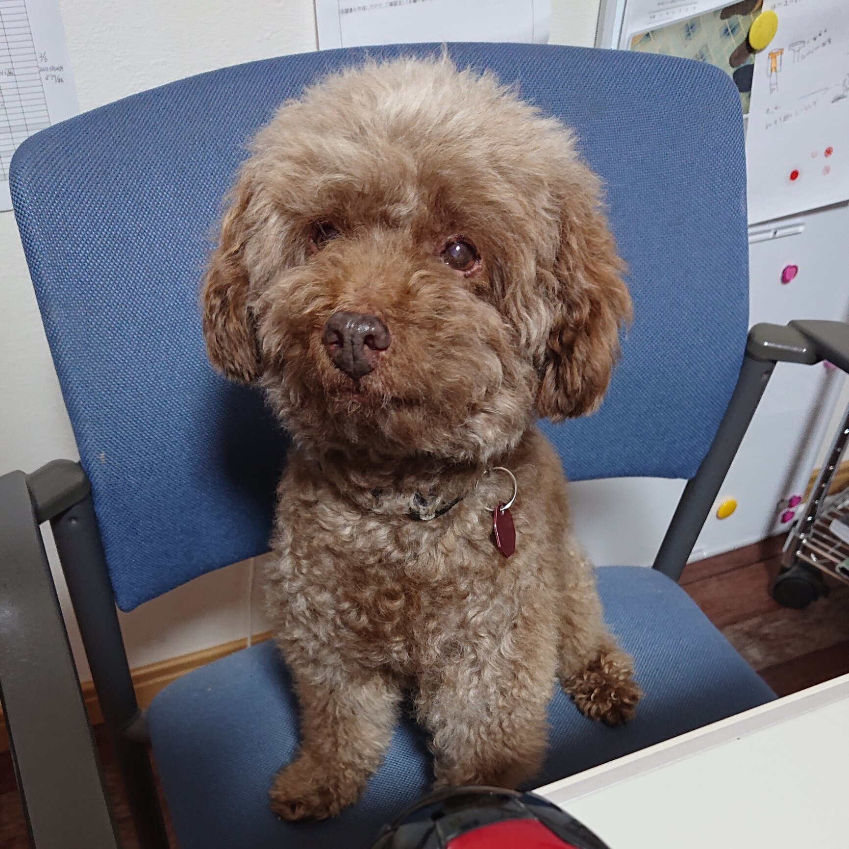 Momo のROOM - 欲しい! に出会える。