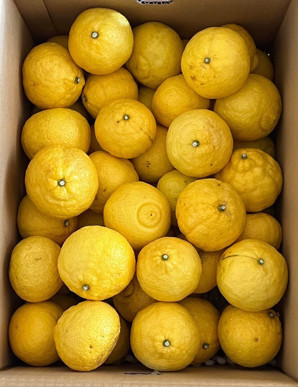 はるか みかん 10kg 箱込（内容量9kg＋補償分500g) 送料無料 訳あり 無選別 熊本県産 はるかみかん ミカン 蜜柑