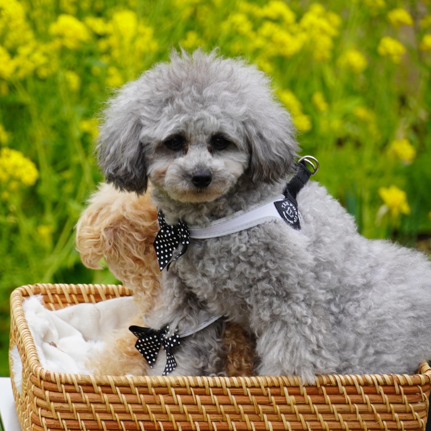 Zunn | 楽天Room のROOM - 欲しい! に出会える。