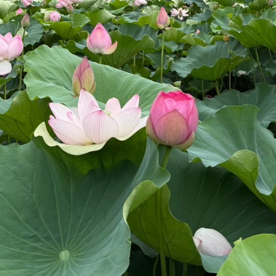 lotus-ban のROOM - 欲しい! に出会える。