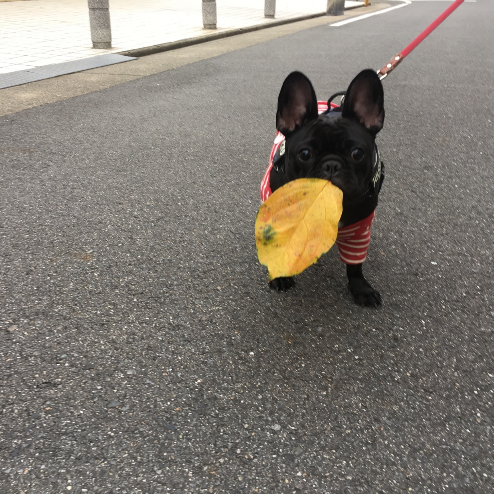 ちゃう のROOM - 欲しい! に出会える。