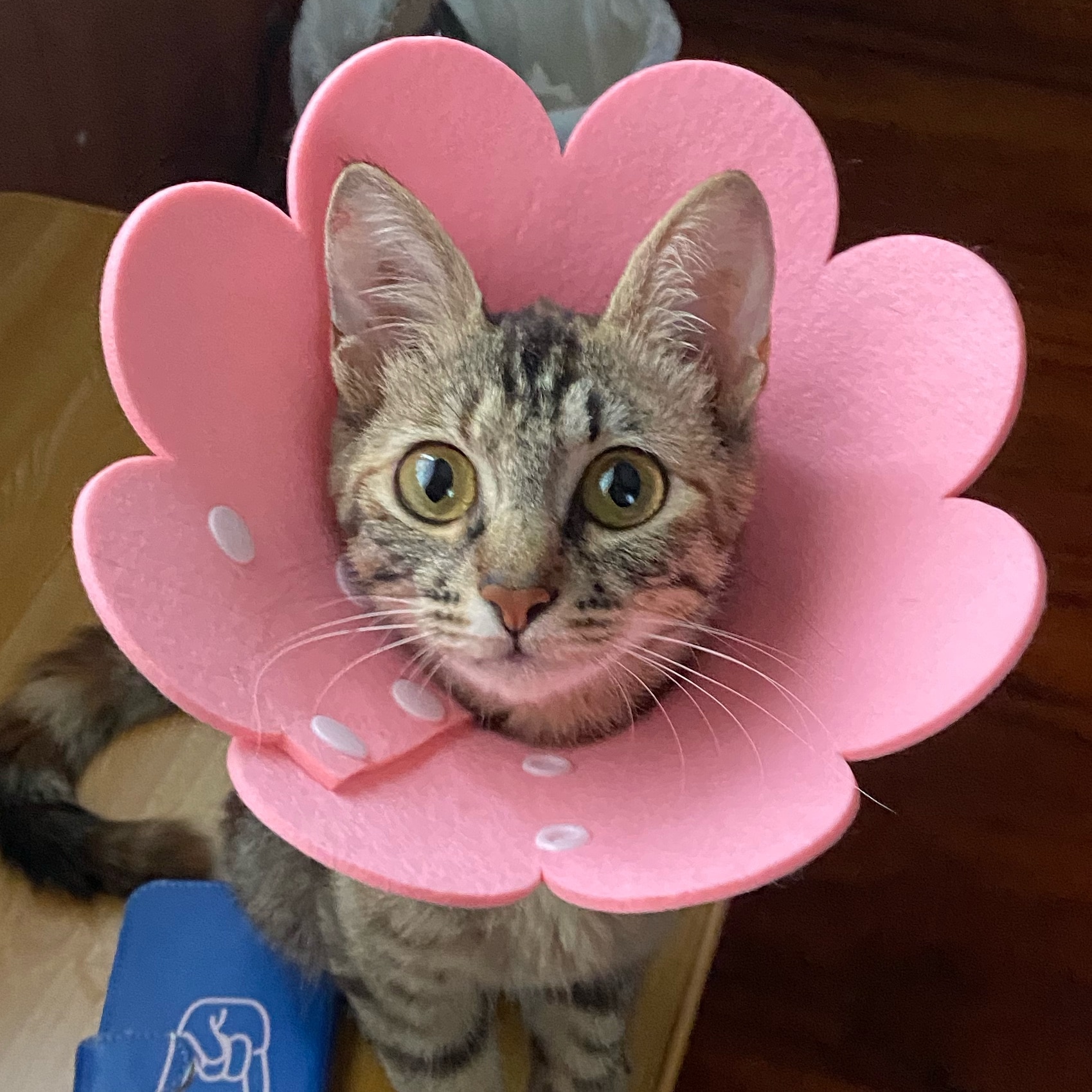 Risa沖縄⛱️猫と子育て のROOM - 欲しい! に出会える。