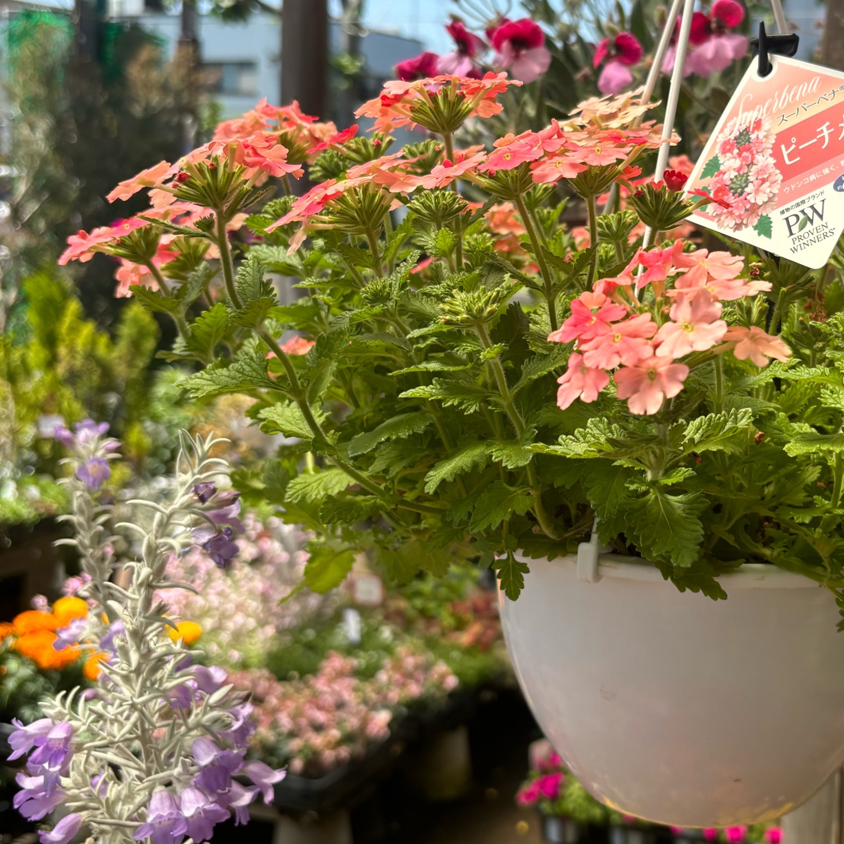 kanako🐈‍⬛ のROOM - 欲しい! に出会える。