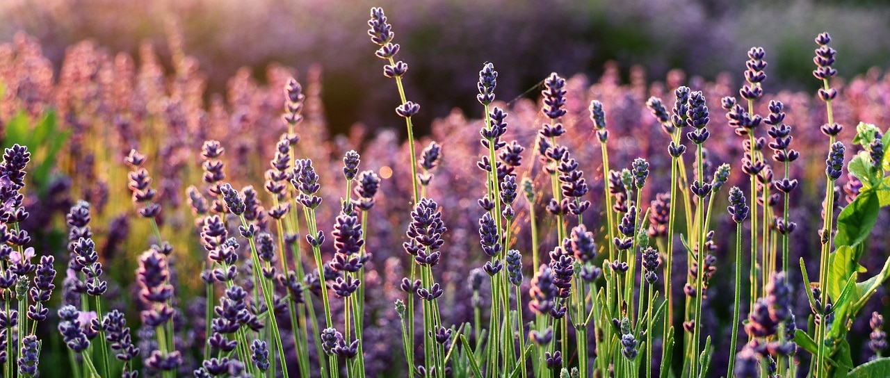 risa’s select のROOM - 欲しい! に出会える。