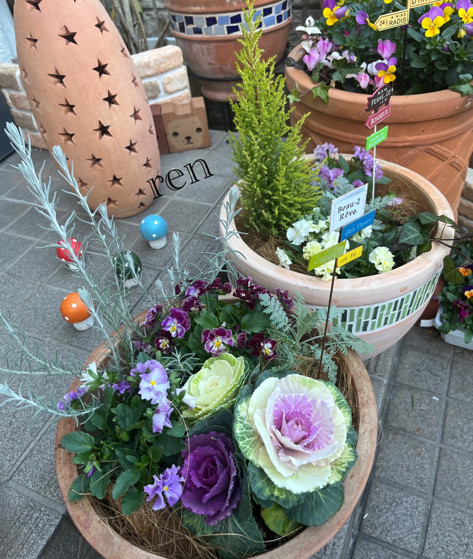 寄せ植え 5ポットセット パンジー 苗 「フリル パンジー or ビオラ 2P ＋ アリッサム ＋ ガーデンシクラメン ＋ ヘデラ ...