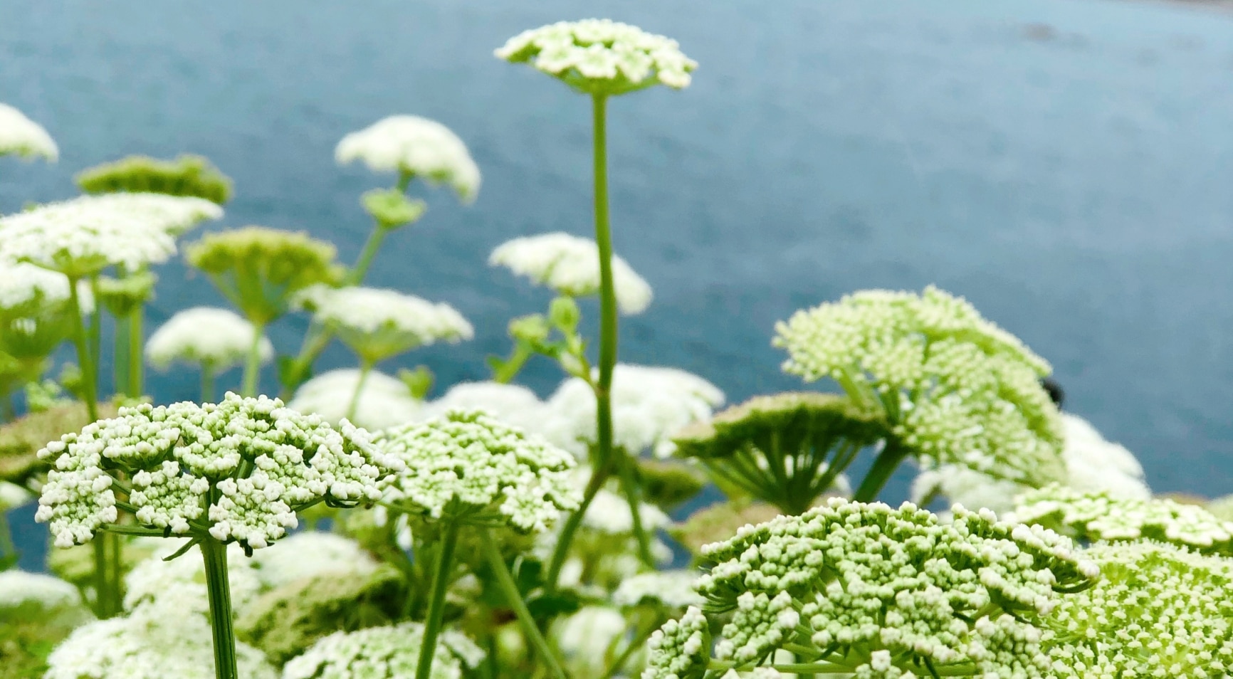 Sono のROOM - 欲しい! に出会える。