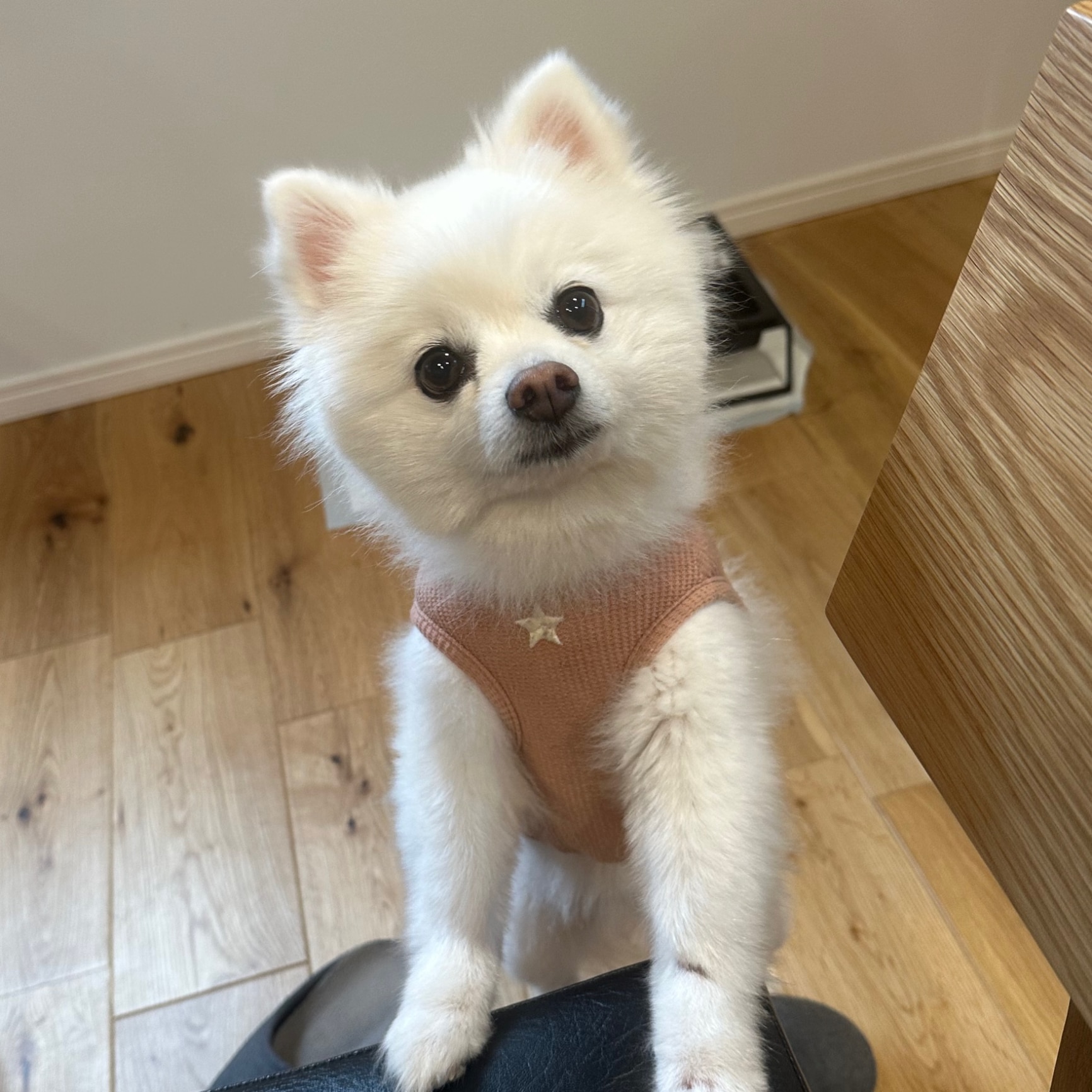 poco_home_ のROOM - 欲しい! に出会える。