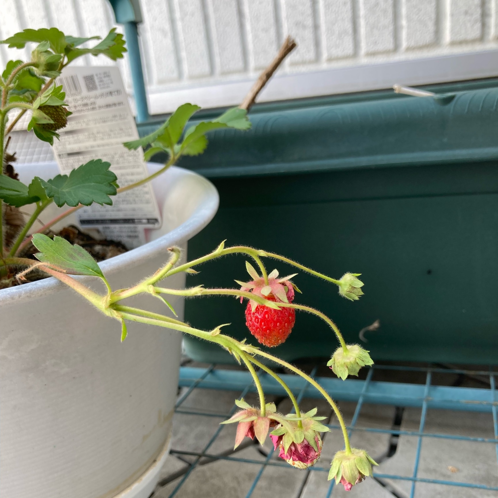 Azu⭐︎room 経由購入感謝です のROOM - 欲しい! に出会える。