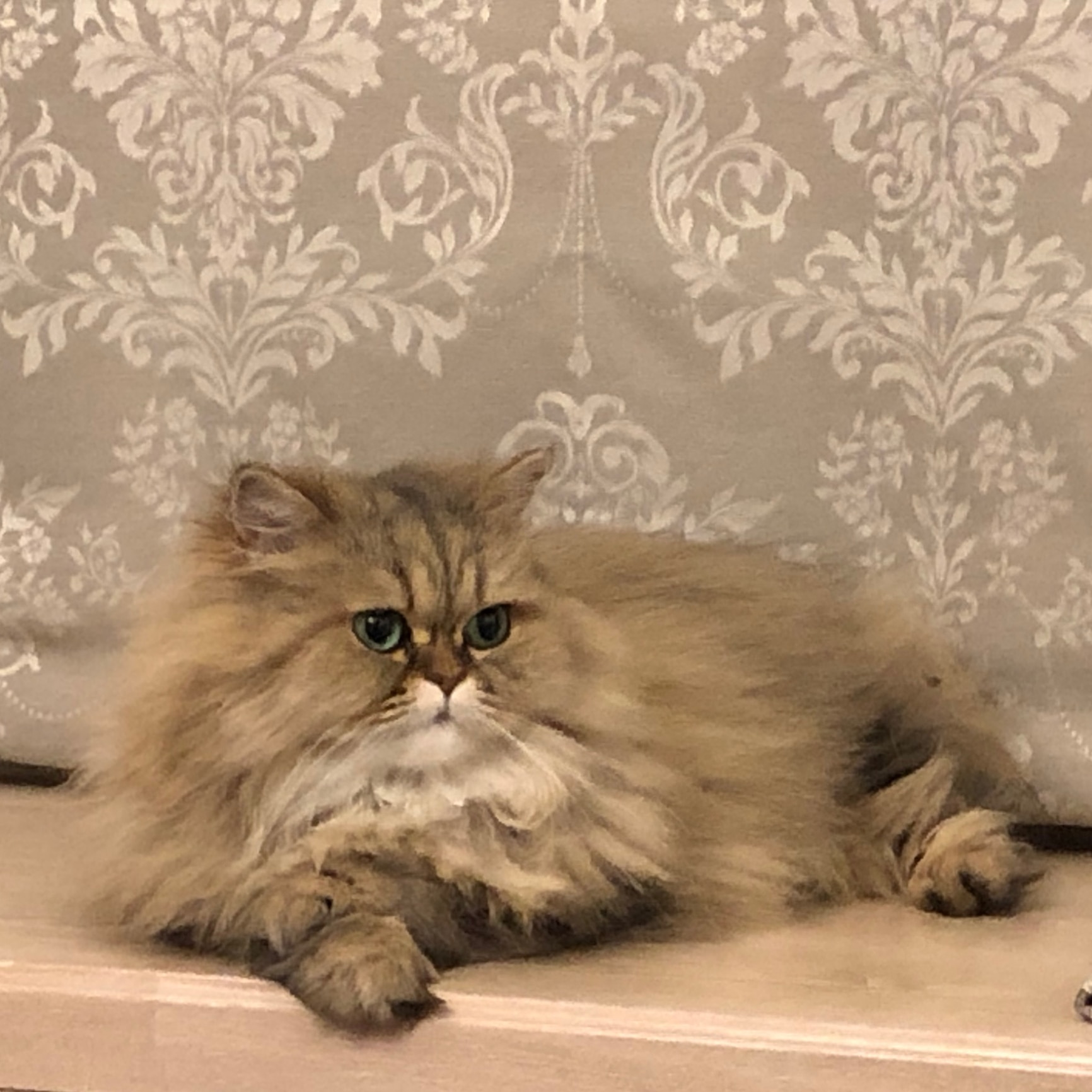 kurumin のROOM - 欲しい! に出会える。