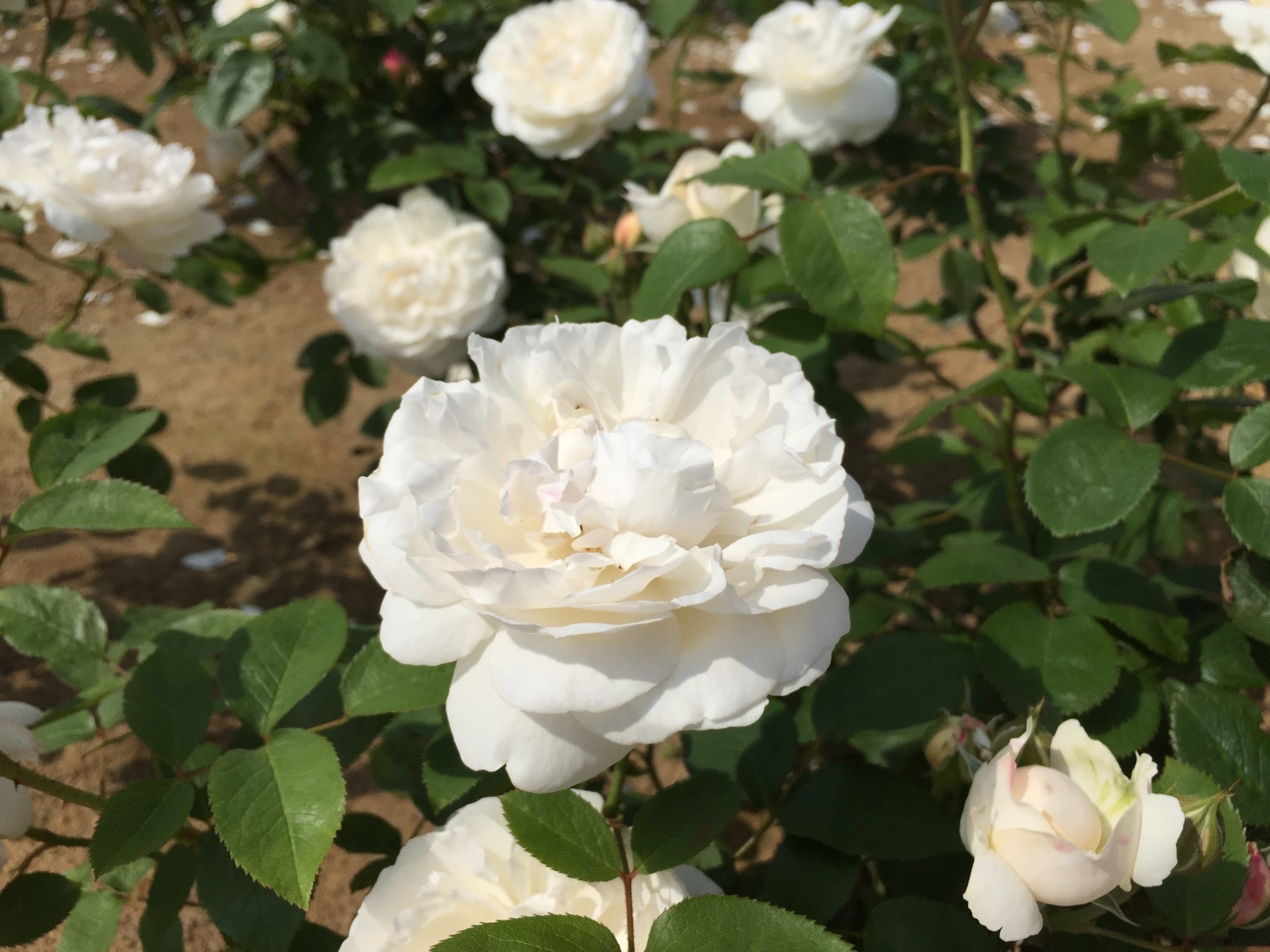 moco のROOM - 欲しい! に出会える。