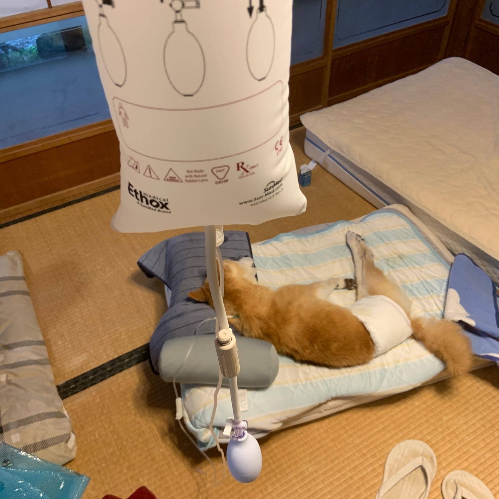 Ethox インフュサージ加圧バッグ 500ml用