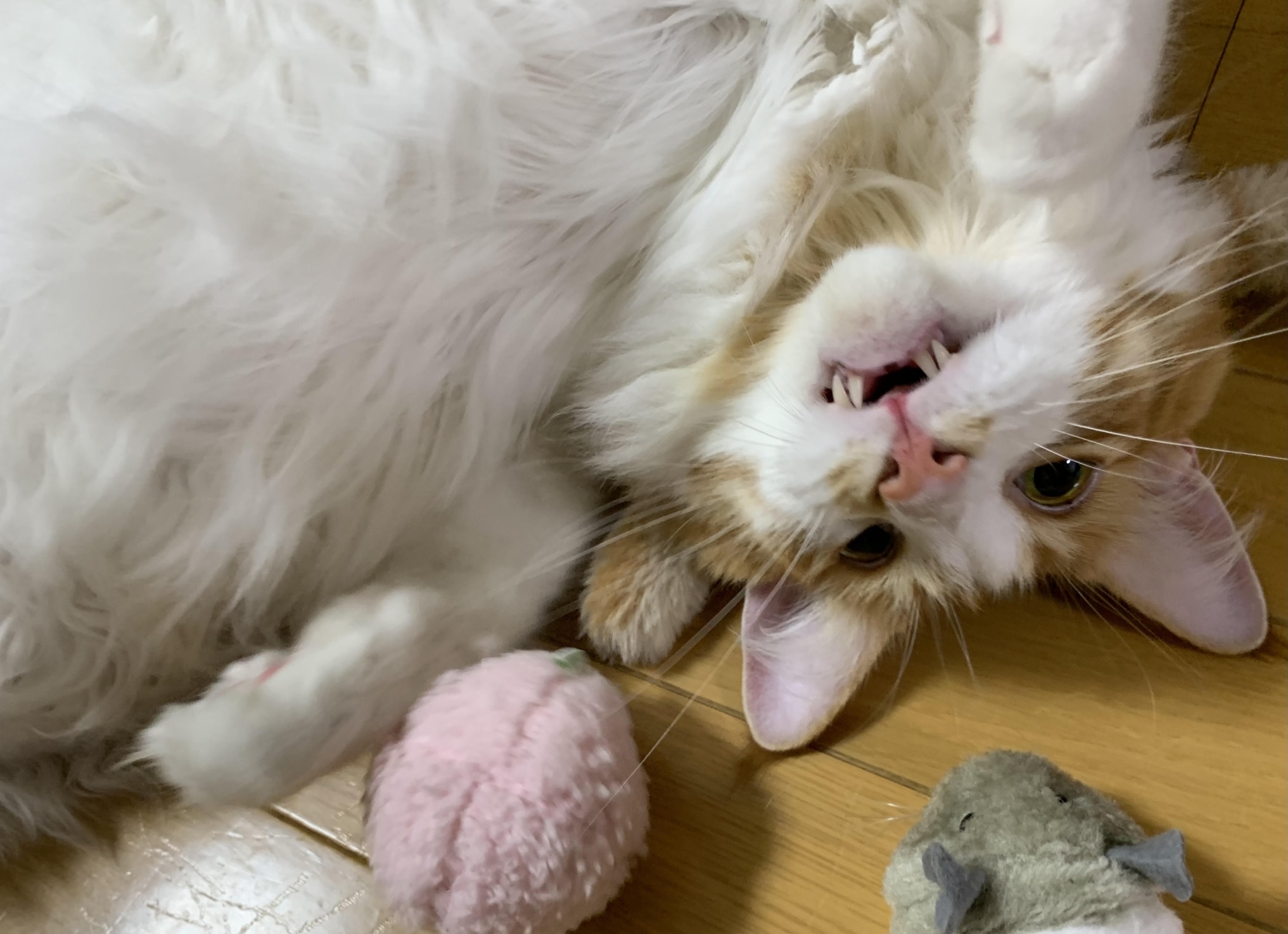 ペティオ｜Petio Add.Mate（アドメイト）猫用おもちゃ マシュマロボール ブルー