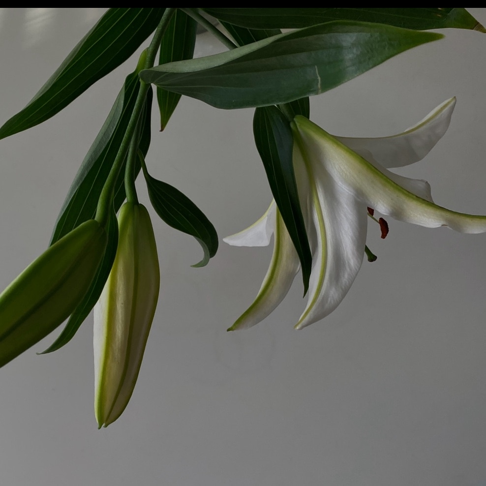 Picoco のROOM - 欲しい! に出会える。