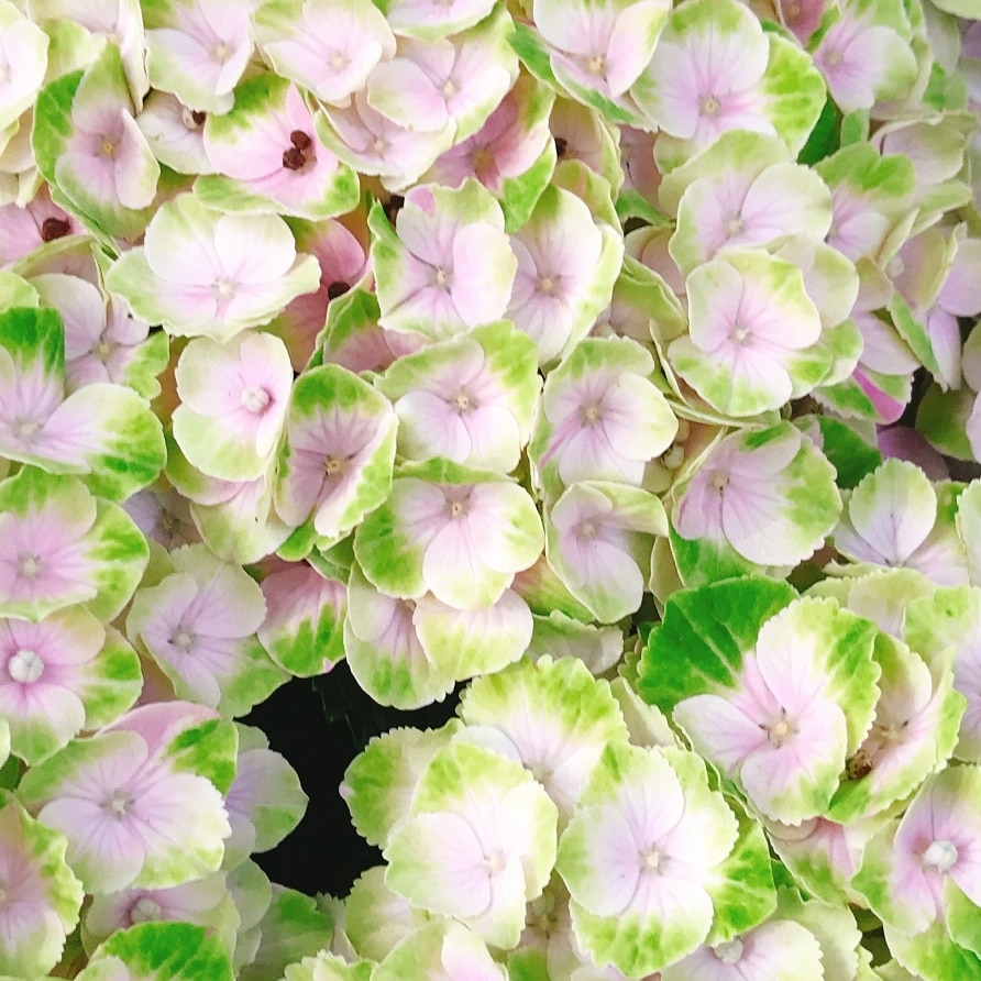 yukiii のROOM - 欲しい! に出会える。