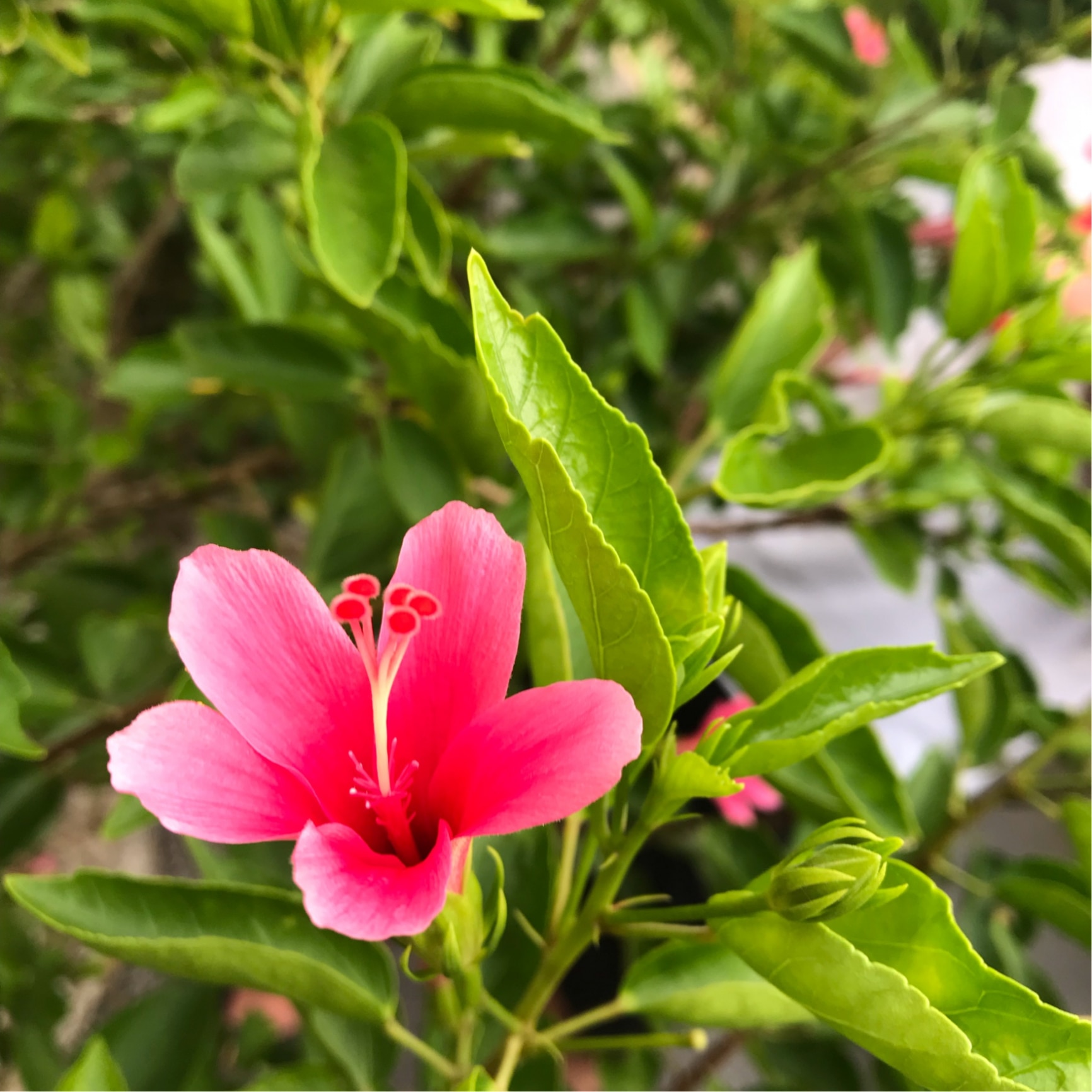 Ayn のROOM - 欲しい! に出会える。