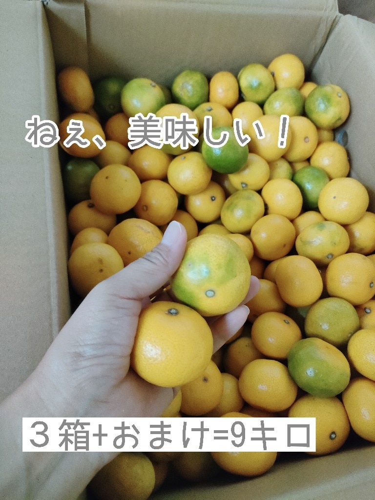 【3セット購入で実質半額！？】 みかん 訳あり 送料無料 熊本 ミカン 大玉 小玉 不選別 家庭用 規格外 果物 柑橘 九州 訳アリ 甘い 蜜柑 箱 1.5kg 4.5kg 9kg 10kg ...