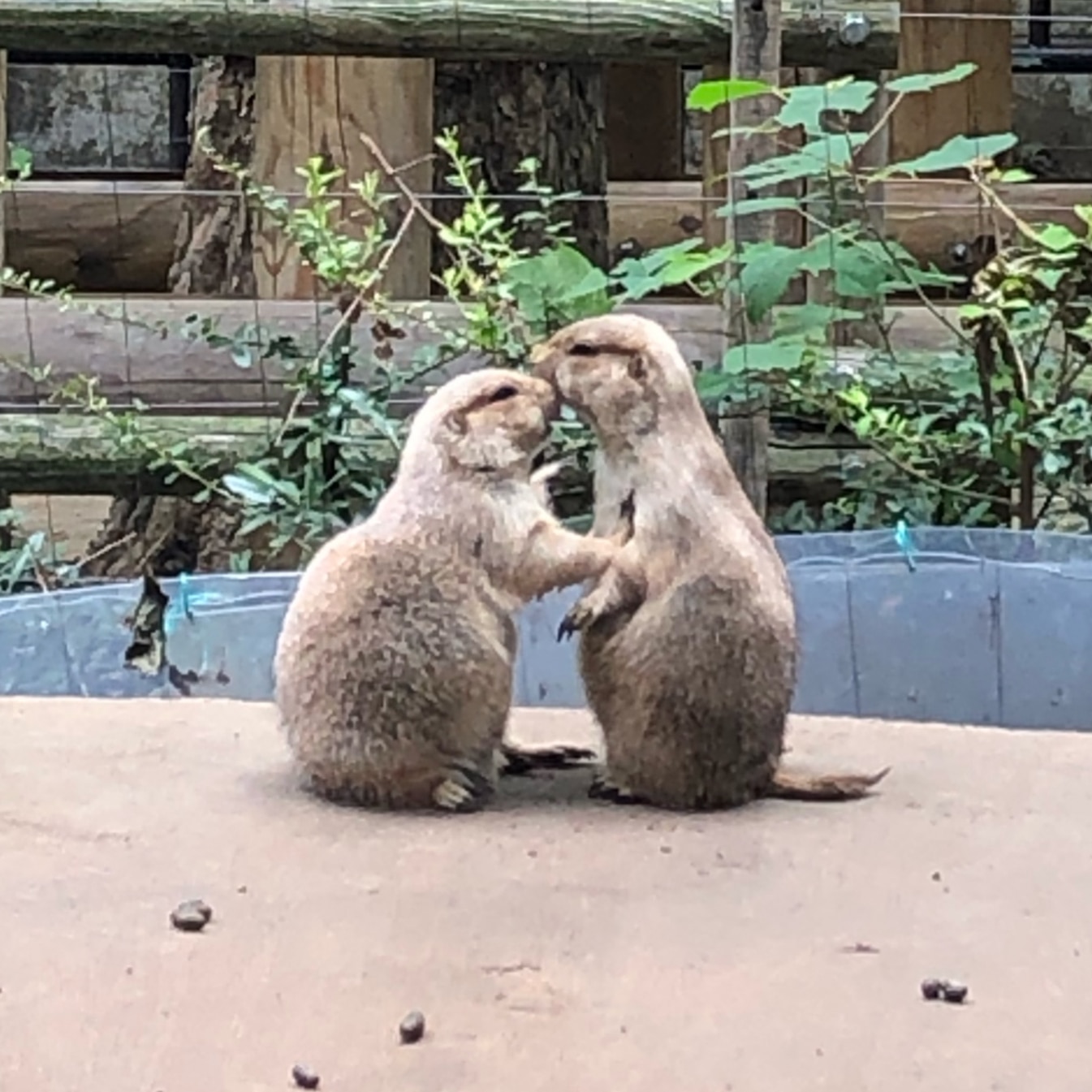 ayumomo のROOM - 欲しい! に出会える。