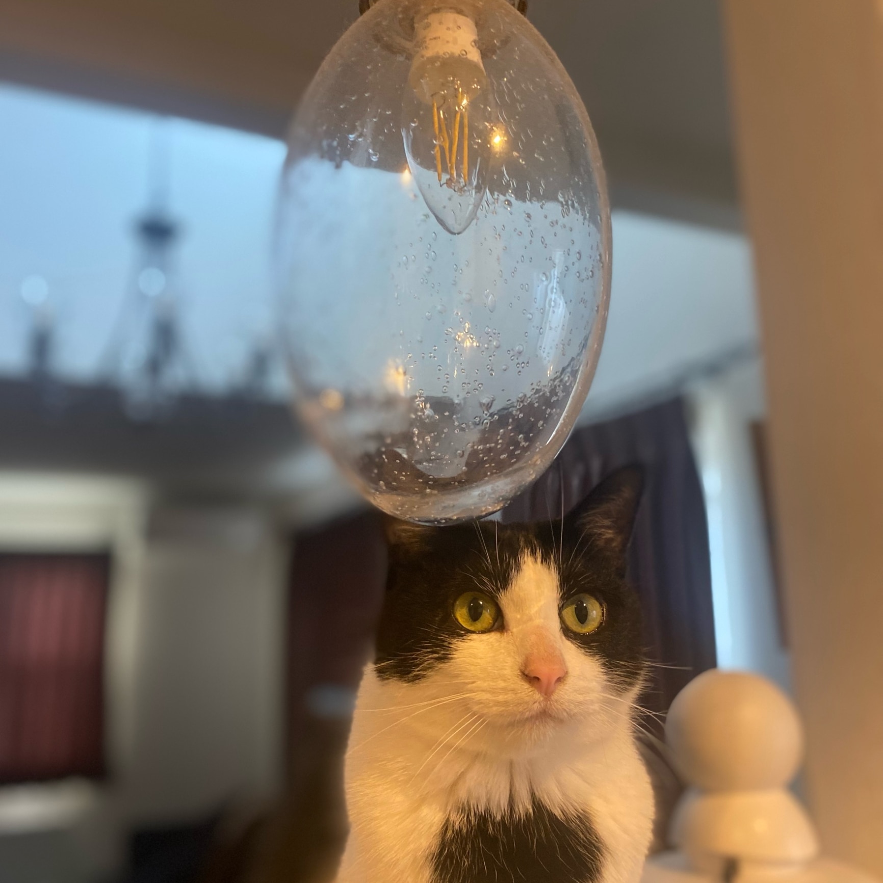 Chee the Cat🐈‍⬛ のROOM - 欲しい! に出会える。