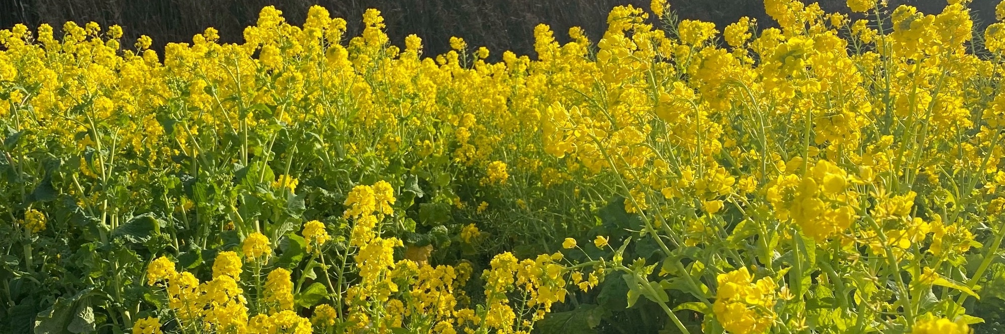 Elliot_an のROOM - 欲しい! に出会える。