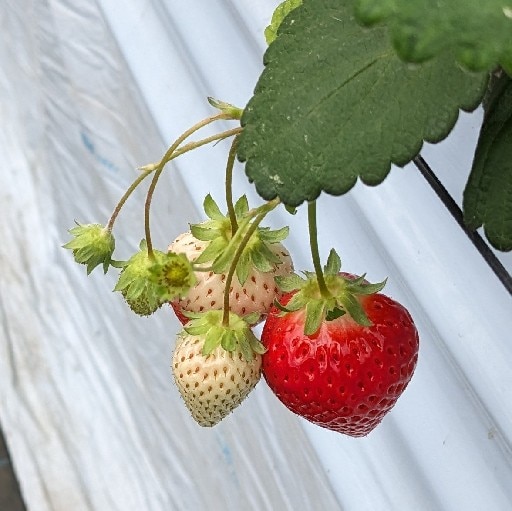 moya🌈 のROOM - 欲しい! に出会える。