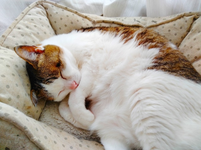 momo_room のROOM - 欲しい! に出会える。